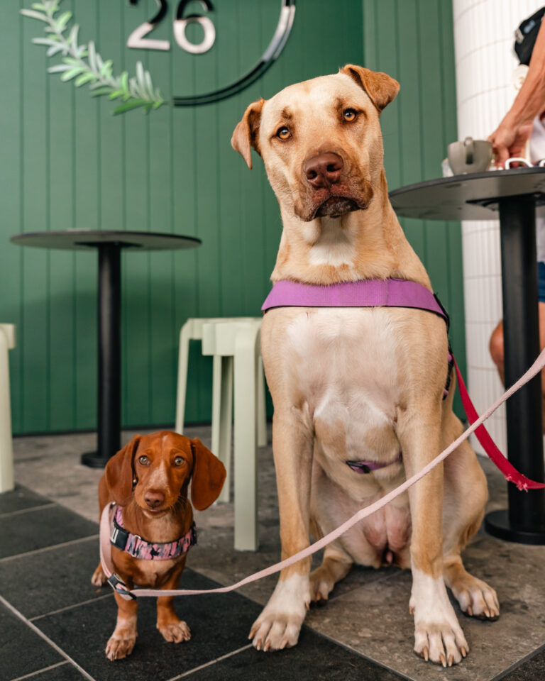 Springfield – Table 26 Cafe